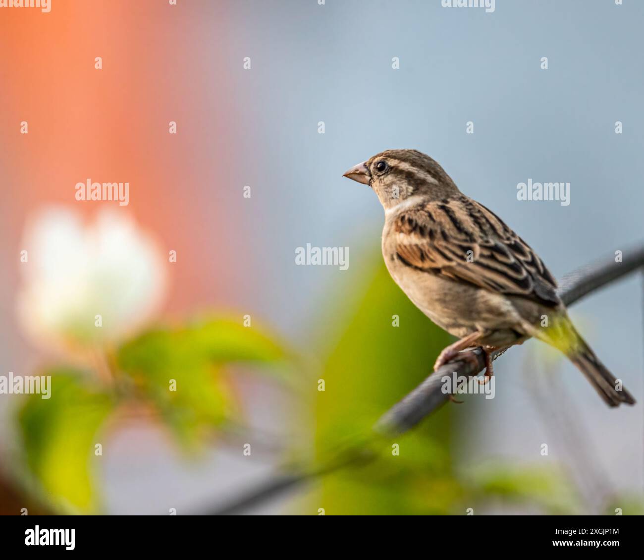 Closeup shot cute sparrow hi-res stock photography and images - Alamy