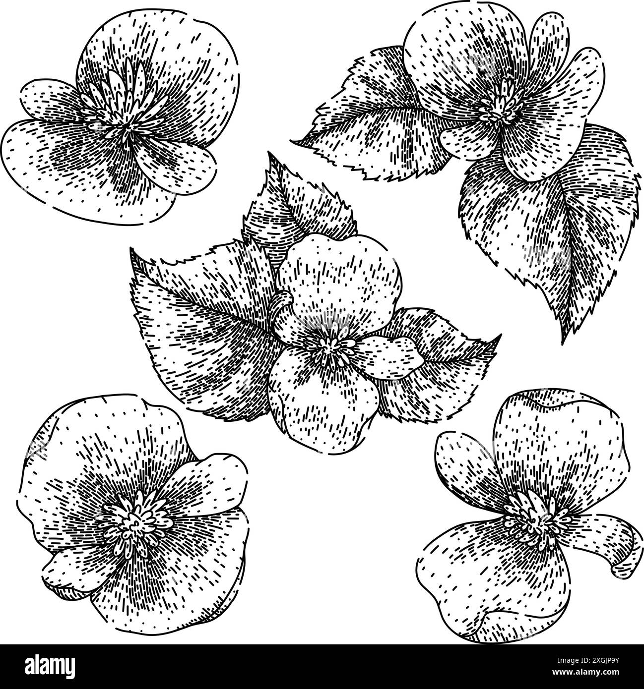 begonia set sketch hand drawn vector Stock Vector Image & Art - Alamy