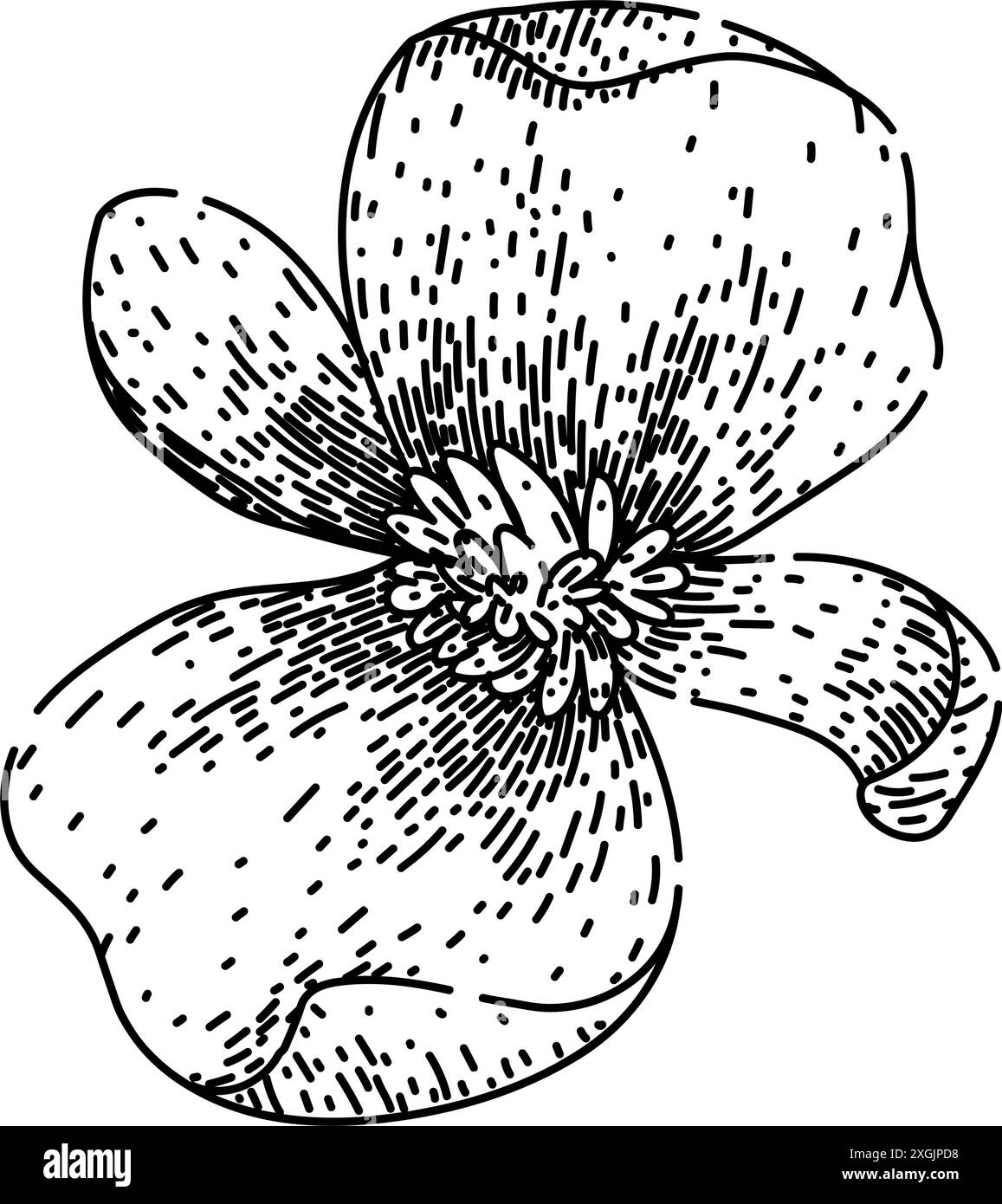 plant begonia sketch hand drawn vector Stock Vector Image & Art - Alamy