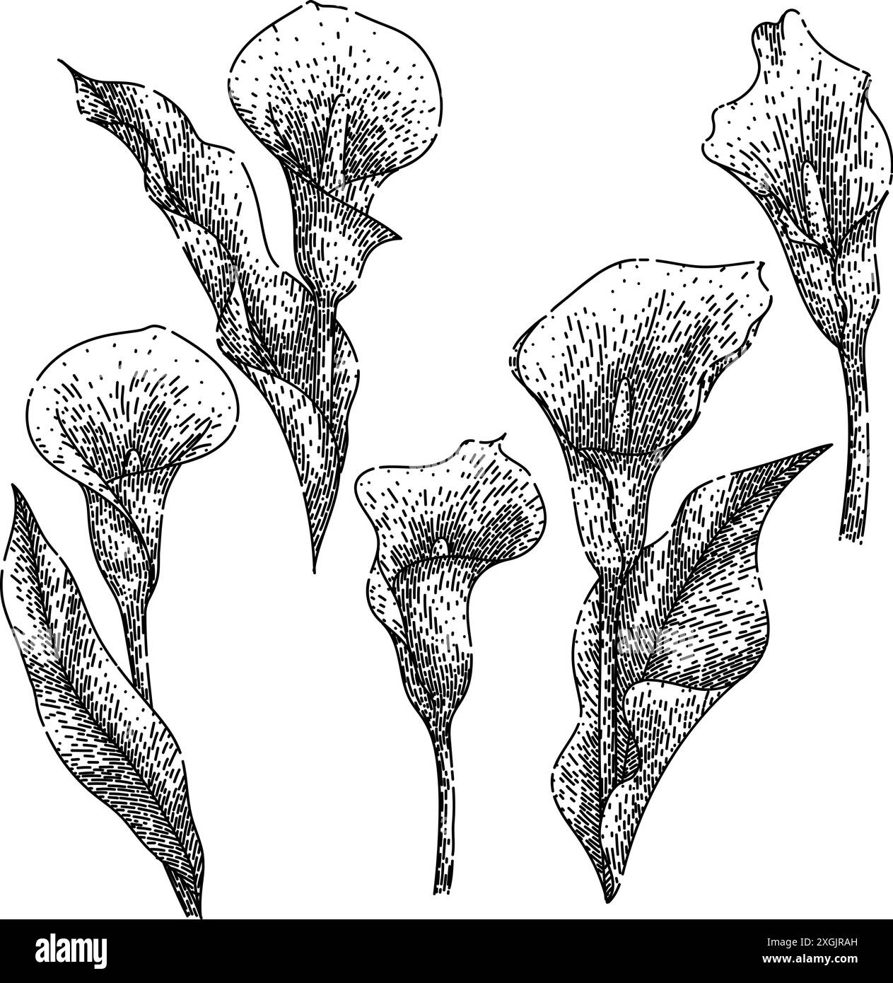 calla lily set sketch hand drawn vector Stock Vector Image & Art - Alamy