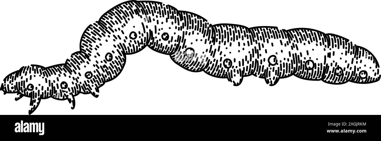 Bee life cycle Black and White Stock Photos & Images - Alamy