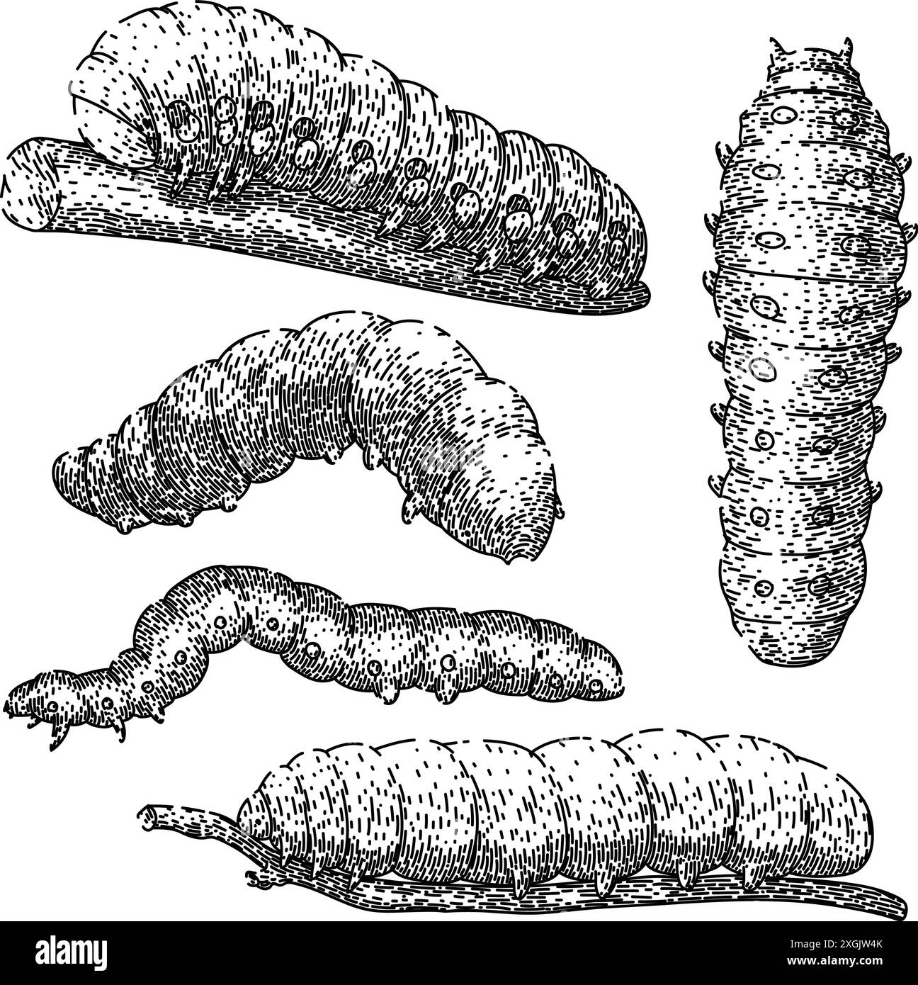 Caterpillar larva Black and White Stock Photos & Images - Alamy