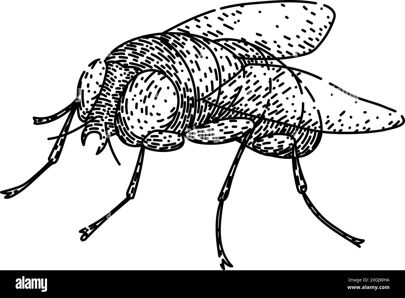 vintage fly sketch hand drawn vector Stock Vector Image & Art - Alamy