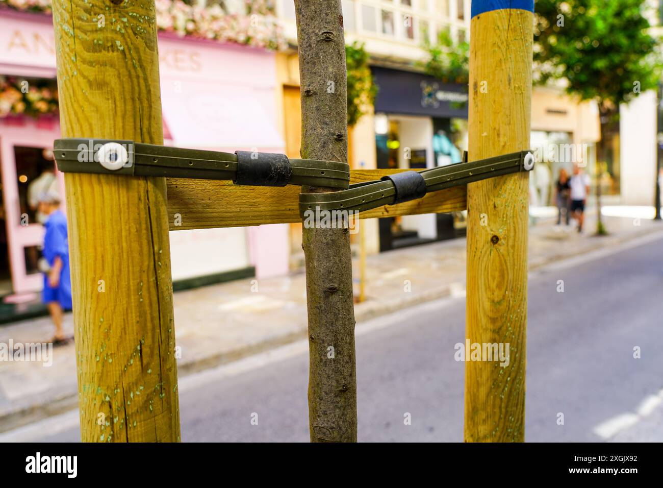 Thin tree seedling tied with two rubber ties to interconnected wooden ...