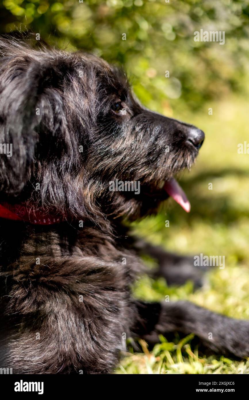 Portrait side and front profile hi-res stock photography and images - Alamy