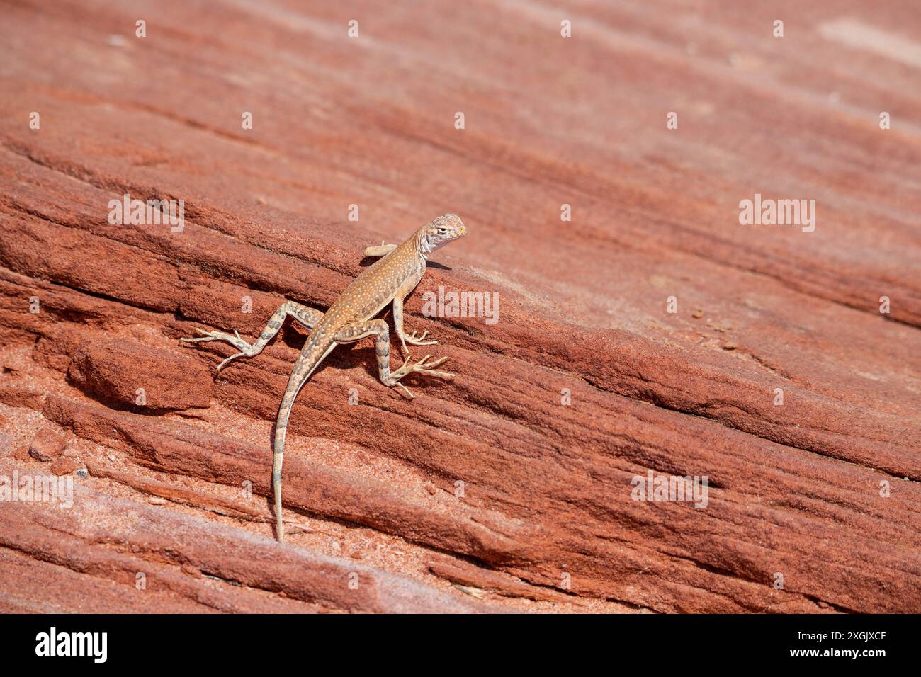Iguana del desierto hi-res stock photography and images - Alamy