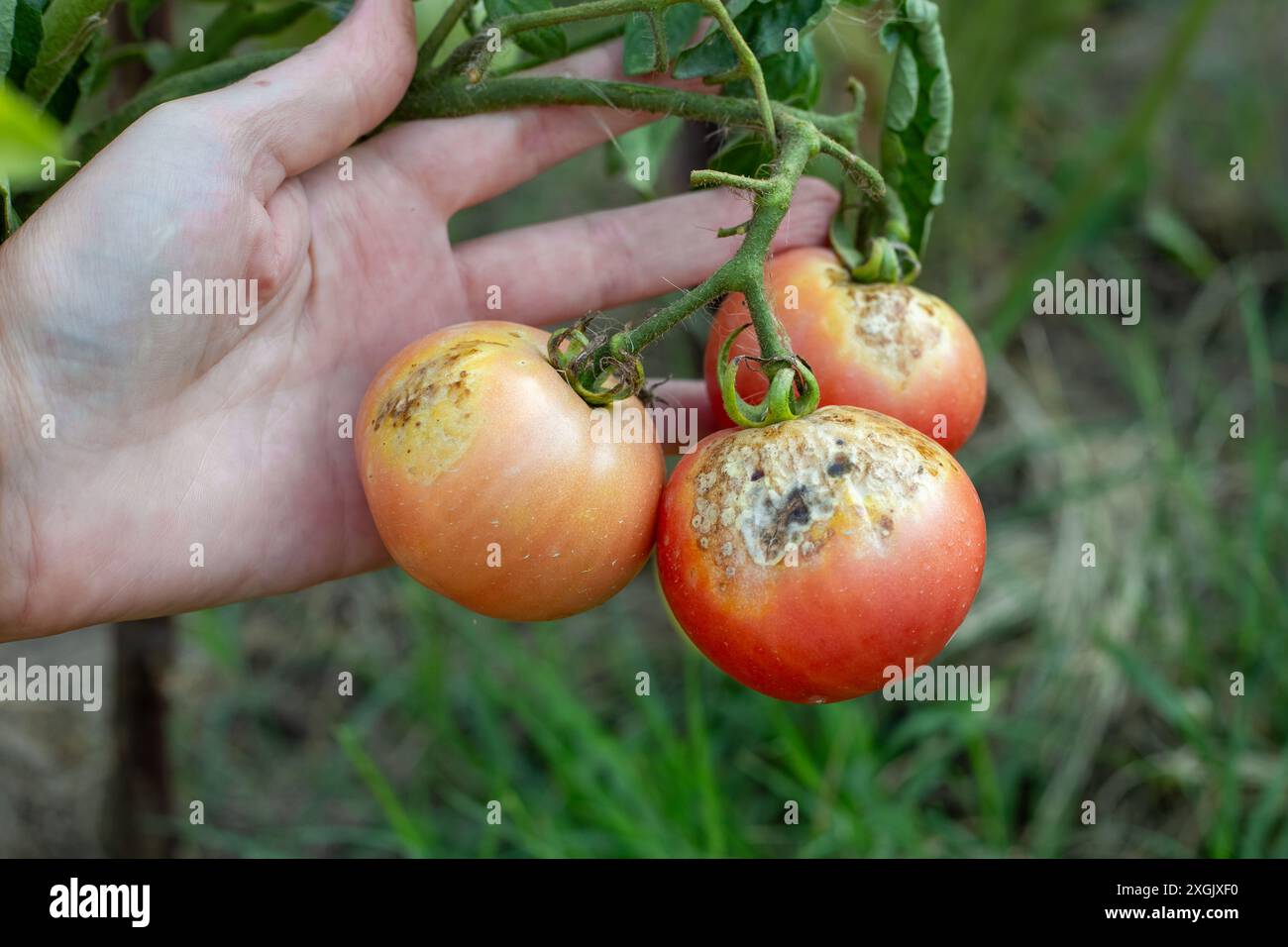 farmer inspects spoiled tomatoes with spots affected by late blight ...