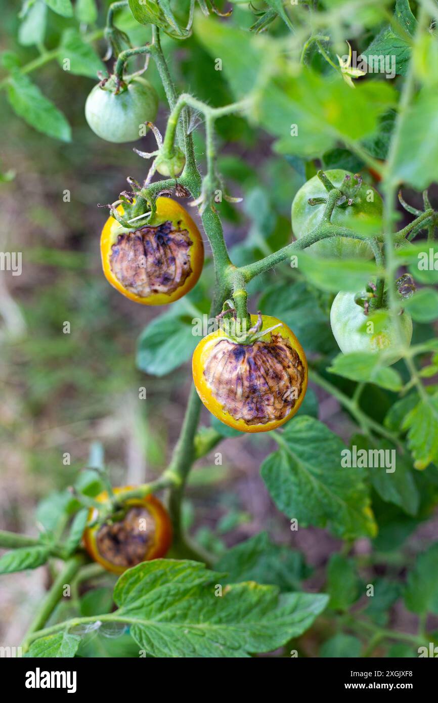 Sick, spoiled tomatoes with spots grow on the bush. Vegetables affected ...