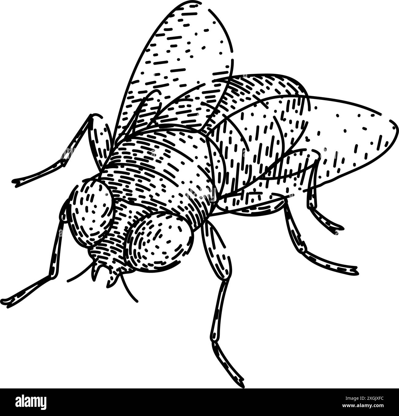 animal fly sketch hand drawn vector Stock Vector Image & Art - Alamy