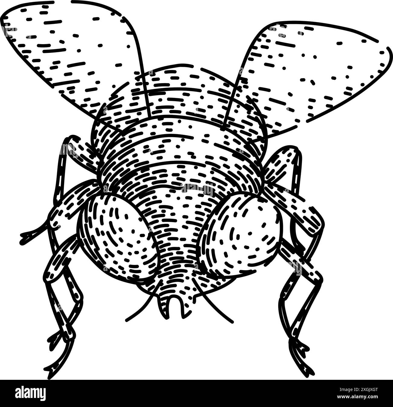 isolated fly sketch hand drawn vector Stock Vector Image & Art - Alamy