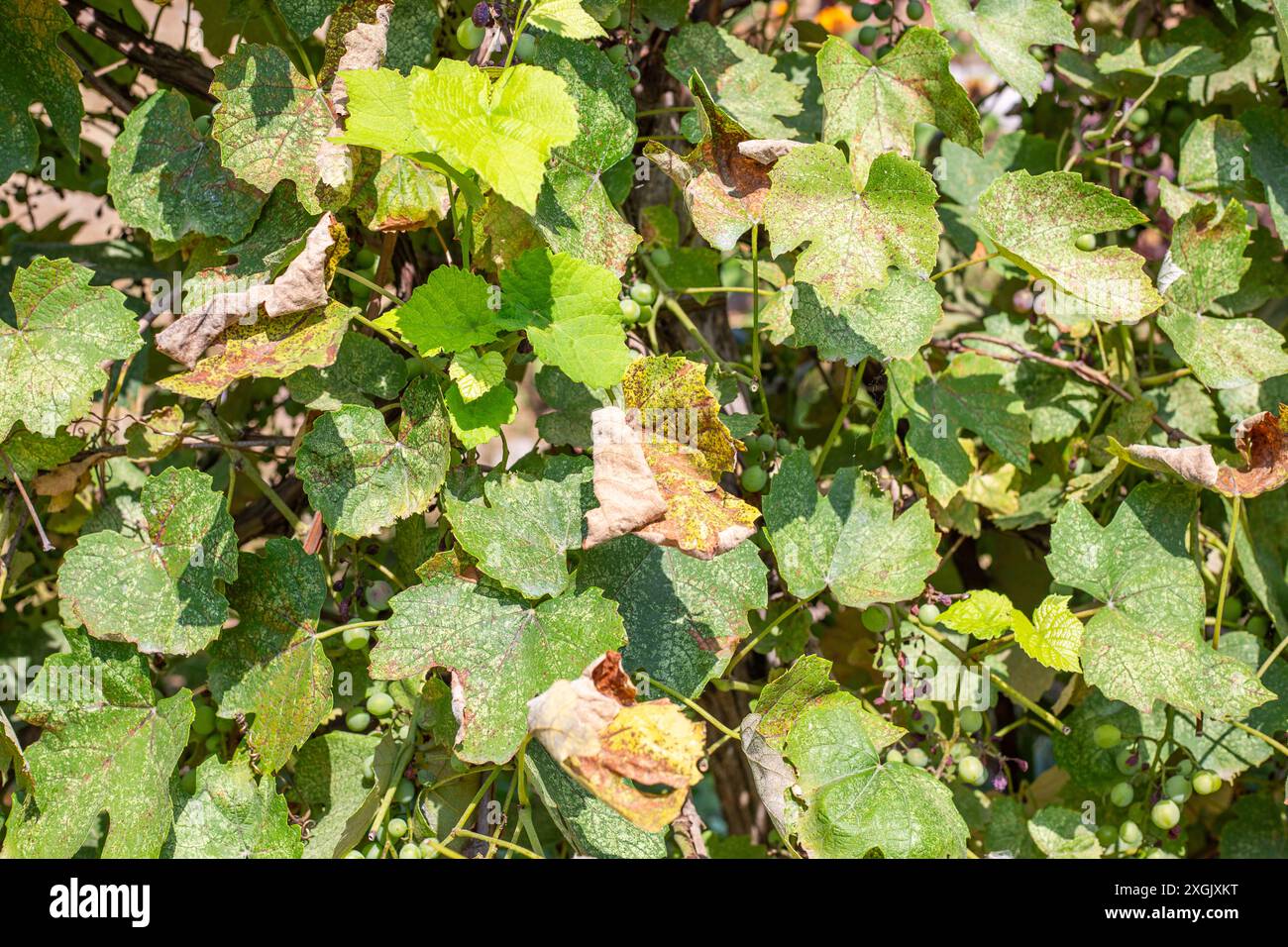 grape diseases. grape leaves damaged by disease and diseased clusters of unripe grapes Stock ...