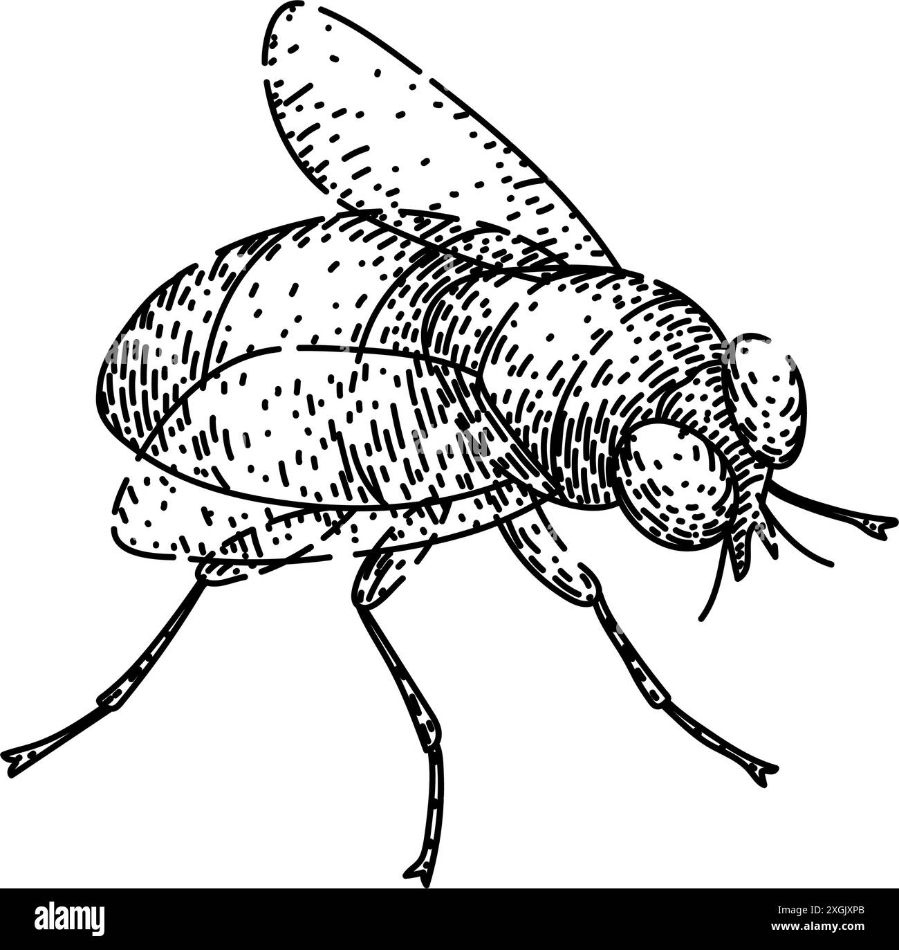 insect fly sketch hand drawn vector Stock Vector Image & Art - Alamy