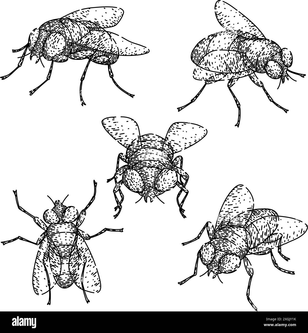 fly set sketch hand drawn vector Stock Vector Image & Art - Alamy