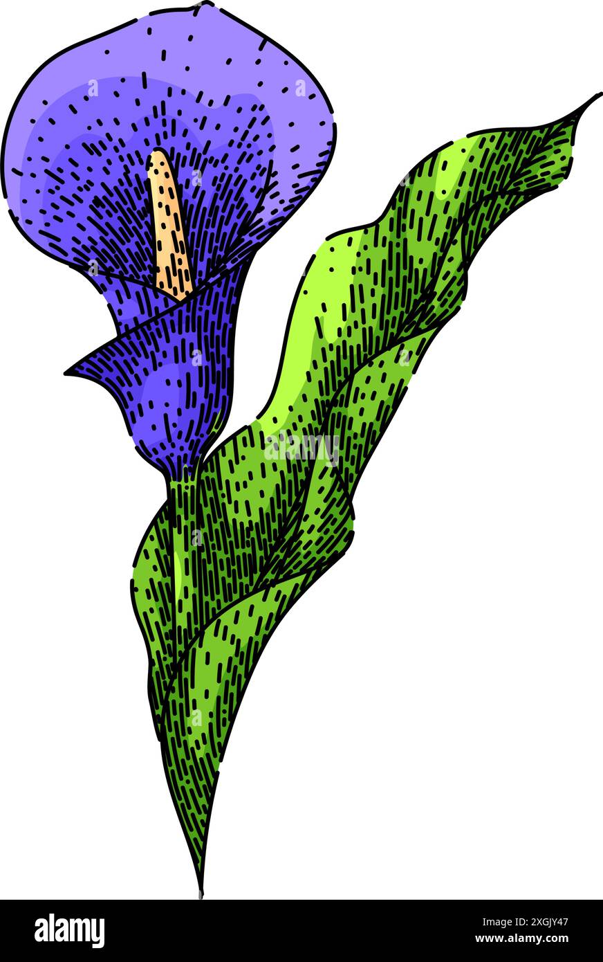 botanical calla lily sketch hand drawn vector Stock Vector Image & Art ...