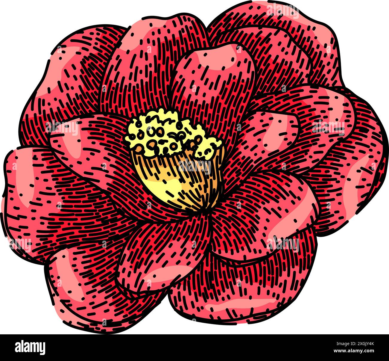 Camellia pink flower in Stock Vector Images - Alamy