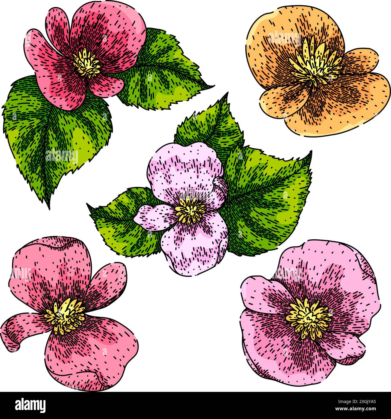 begonia set sketch hand drawn vector Stock Vector Image & Art - Alamy