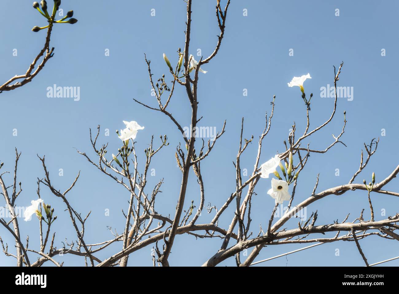 Ipomoea murucoides hi-res stock photography and images - Alamy