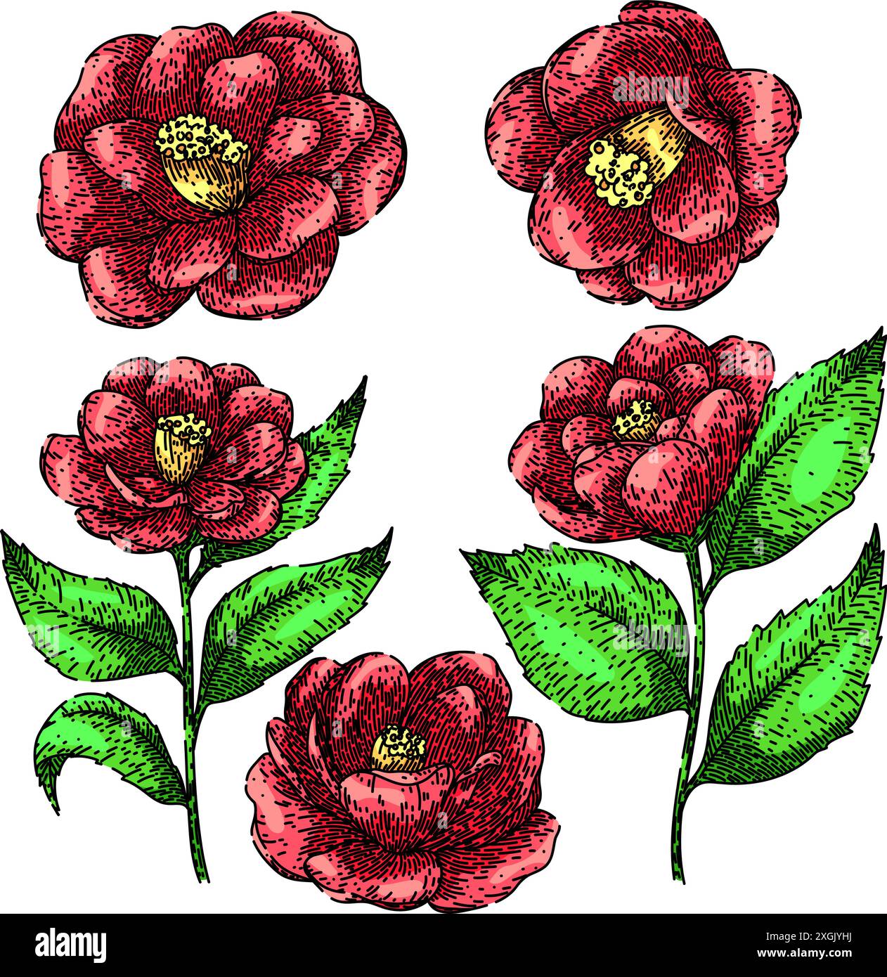camellia set sketch hand drawn vector Stock Vector Image & Art - Alamy