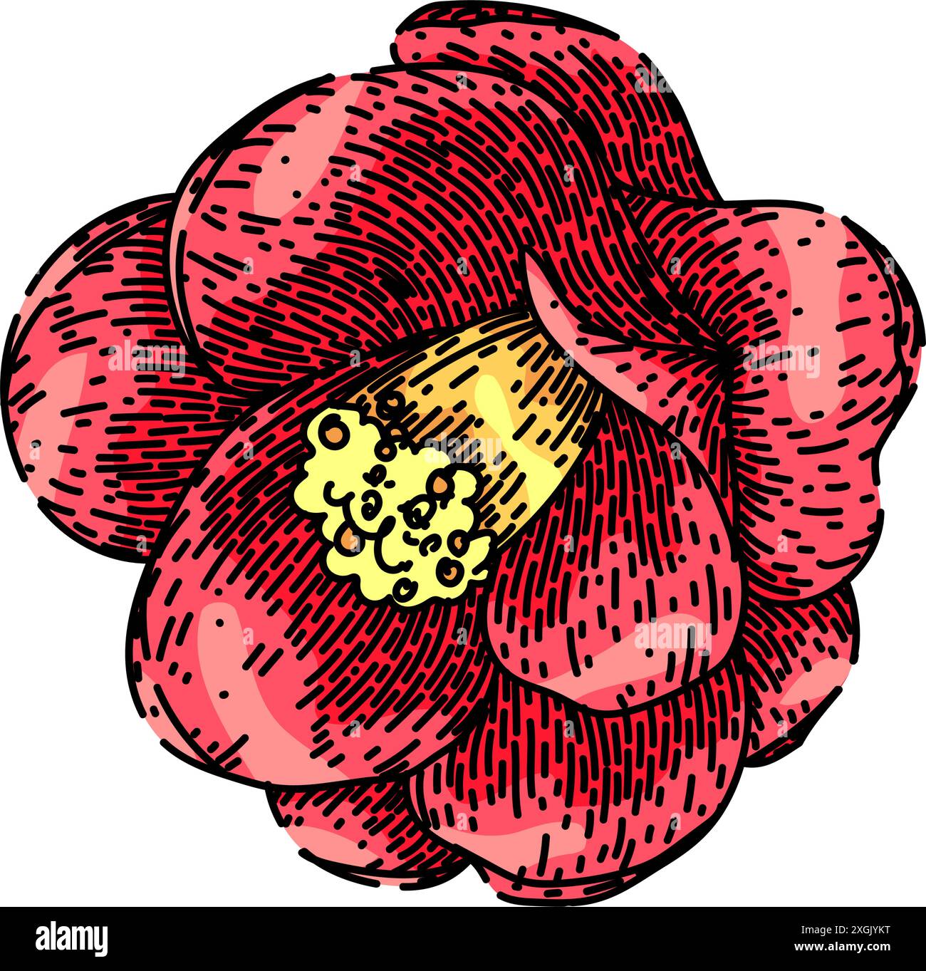 rose camellia sketch hand drawn vector Stock Vector Image & Art - Alamy
