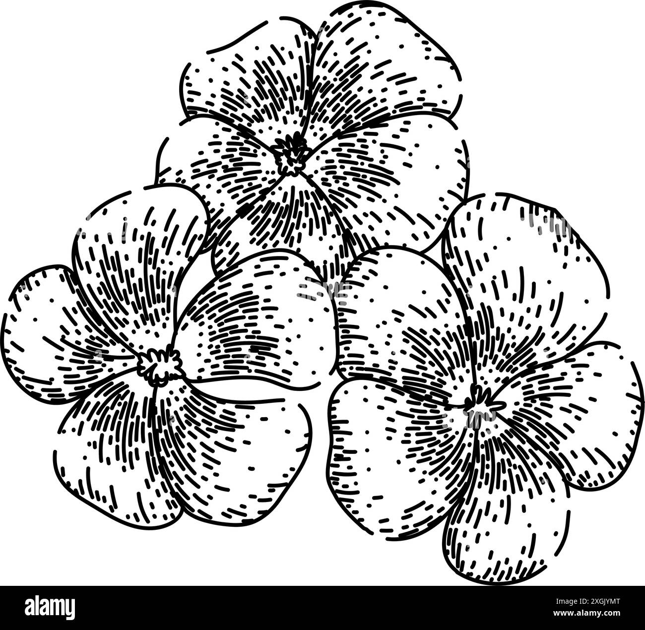 Rose pink light Black and White Stock Photos & Images - Alamy