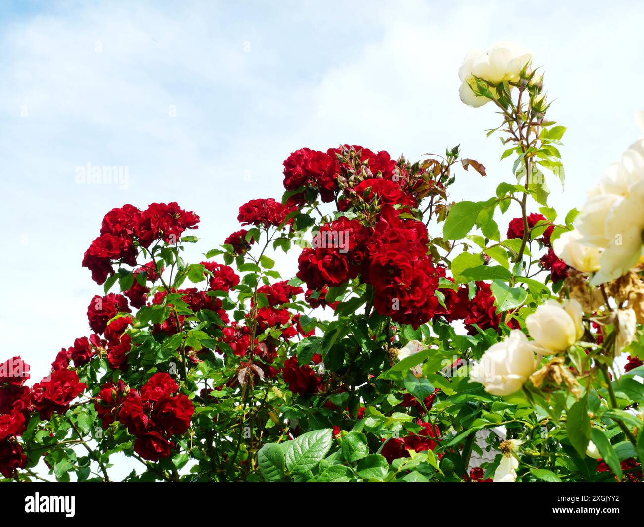 View of red shrub roses. These vibrant blooms add color and liveliness ...