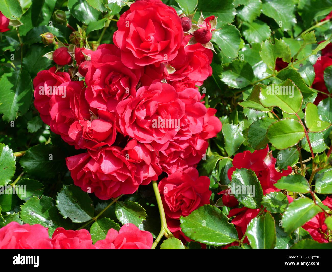 View of red shrub roses. These vibrant blooms add color and liveliness ...