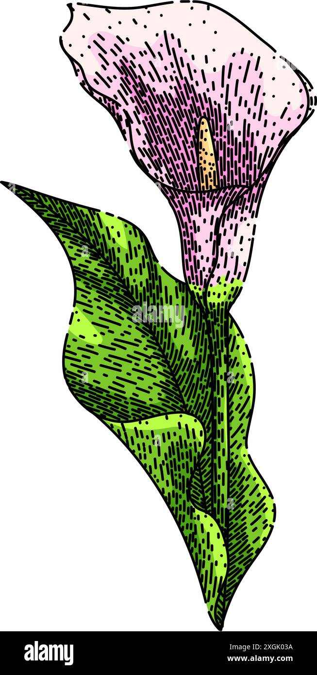 bouquet calla lily sketch hand drawn vector Stock Vector Image & Art ...
