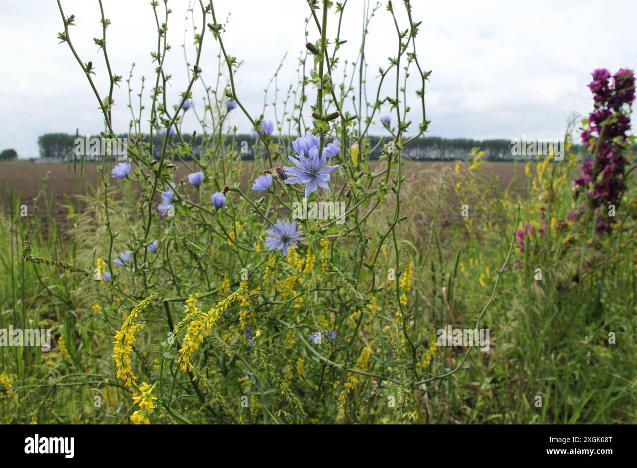 blue wild chicory and yellow honey clover and mallow in a field margin ...