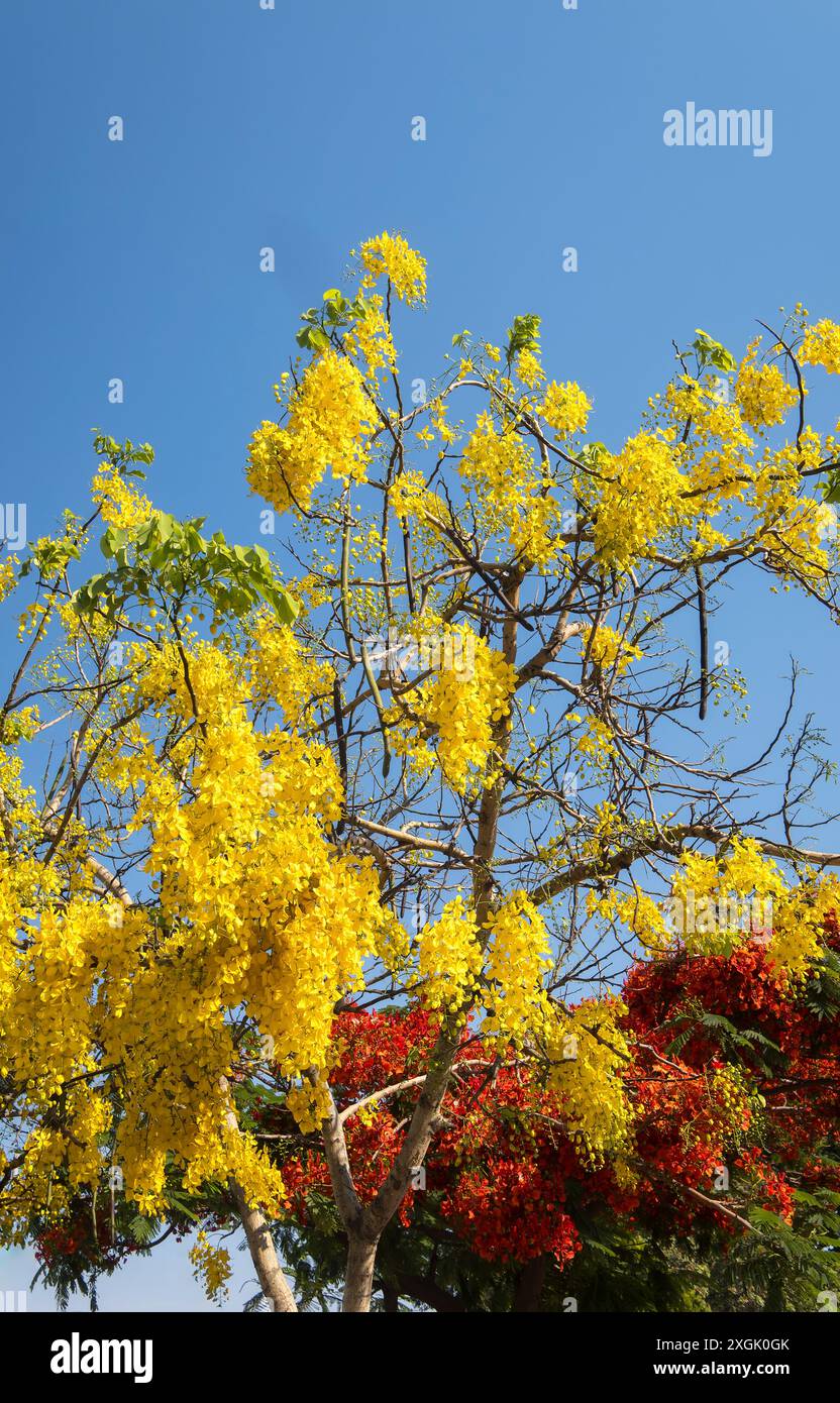 Cassia fistula in full bloom hi-res stock photography and images - Alamy