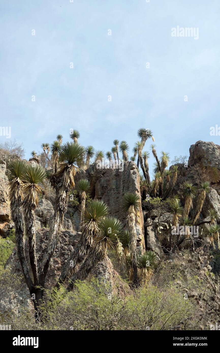 Stunning desert landscape featuring towering Joshua trees and rugged ...