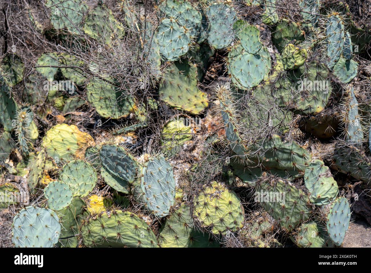 Dense grouping of prickly pear cactus in a dry, rugged desert ...