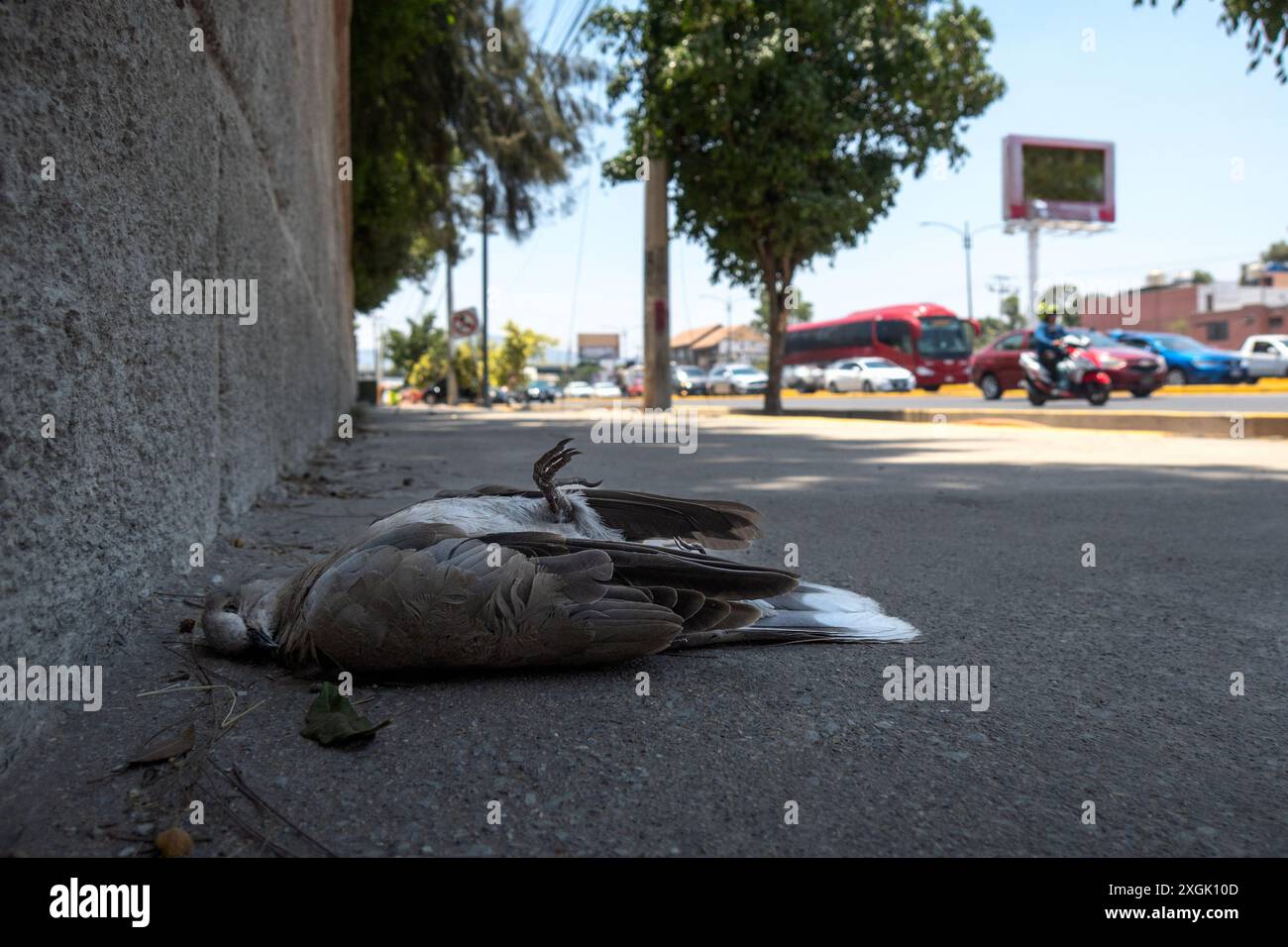 Lifeless dove hi-res stock photography and images - Alamy