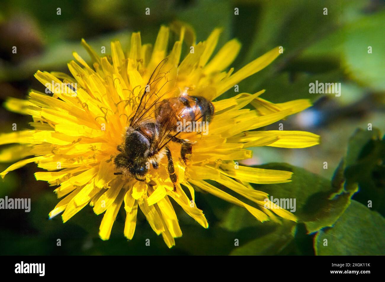 Detailed macro photograph of a honeybee collecting nectar from a bright ...