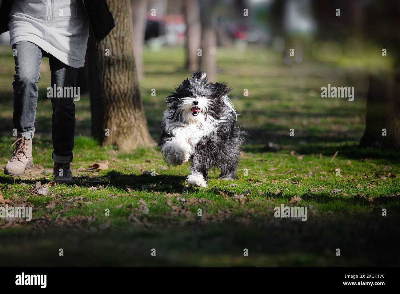 Woman running with a dog hi-res stock photography and images - Alamy
