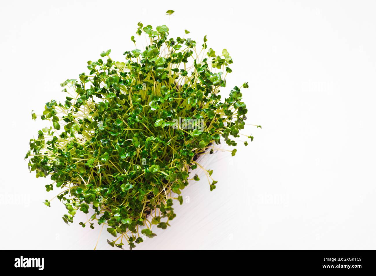 Broccoli, microgreens seeds and healthy eating Green superfoods. Seed ...