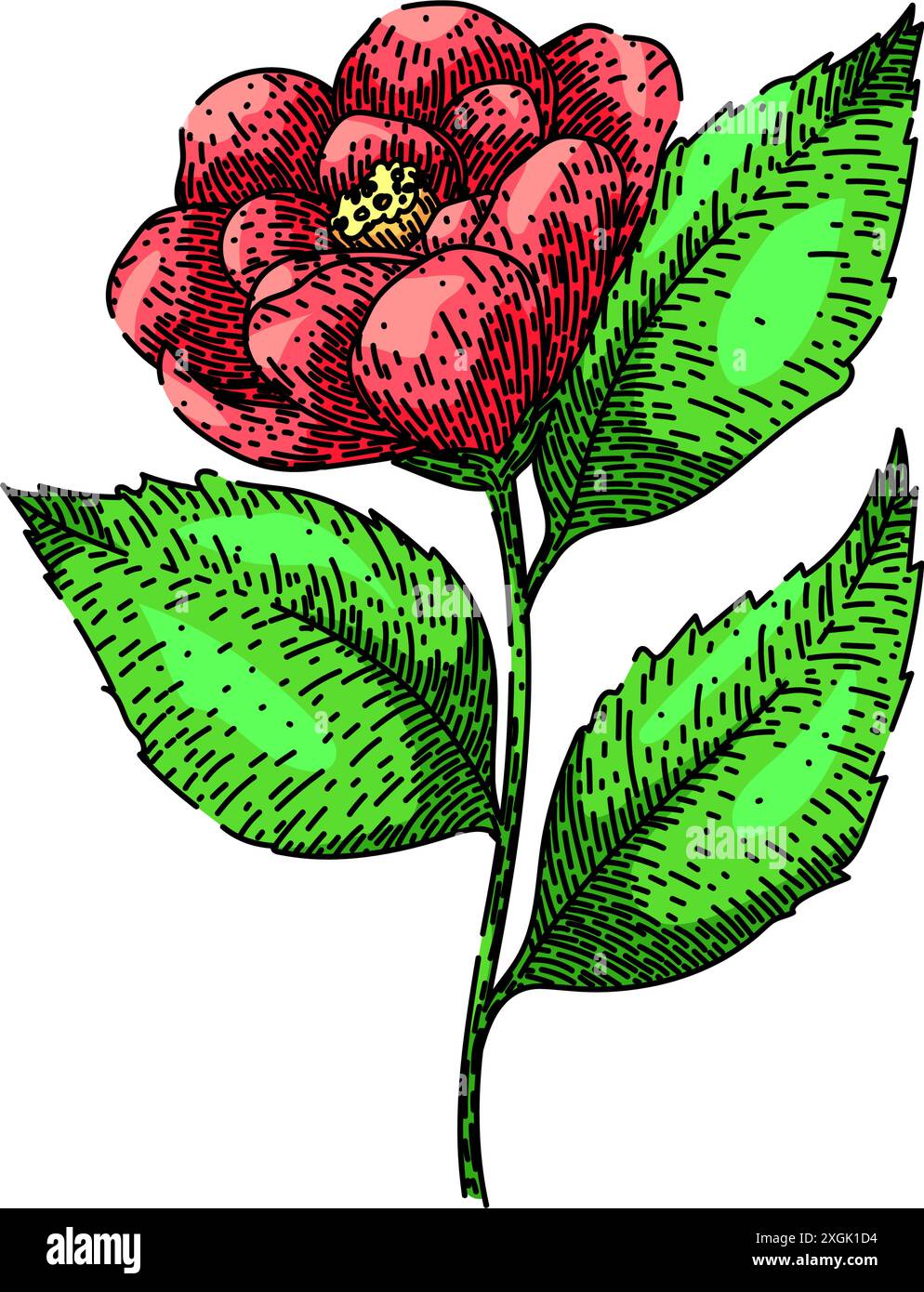 floral camellia sketch hand drawn vector Stock Vector Image & Art - Alamy