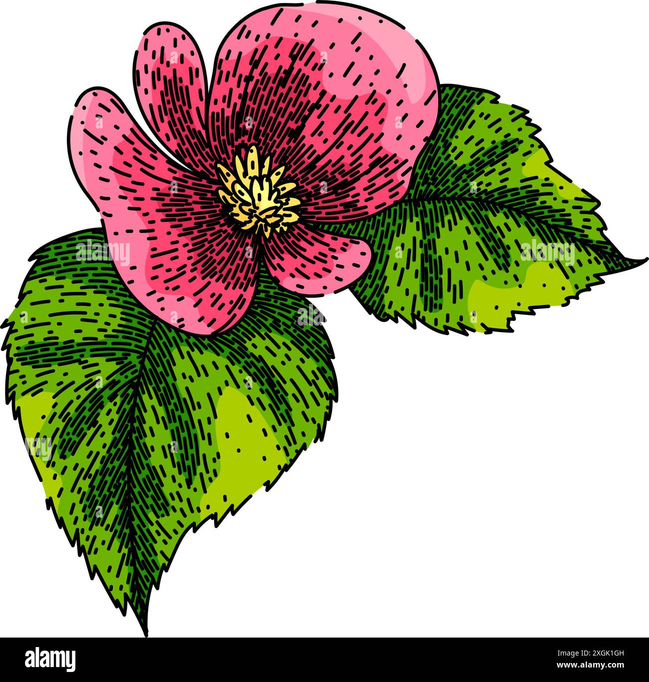 flower begonia sketch hand drawn vector Stock Vector Image & Art - Alamy