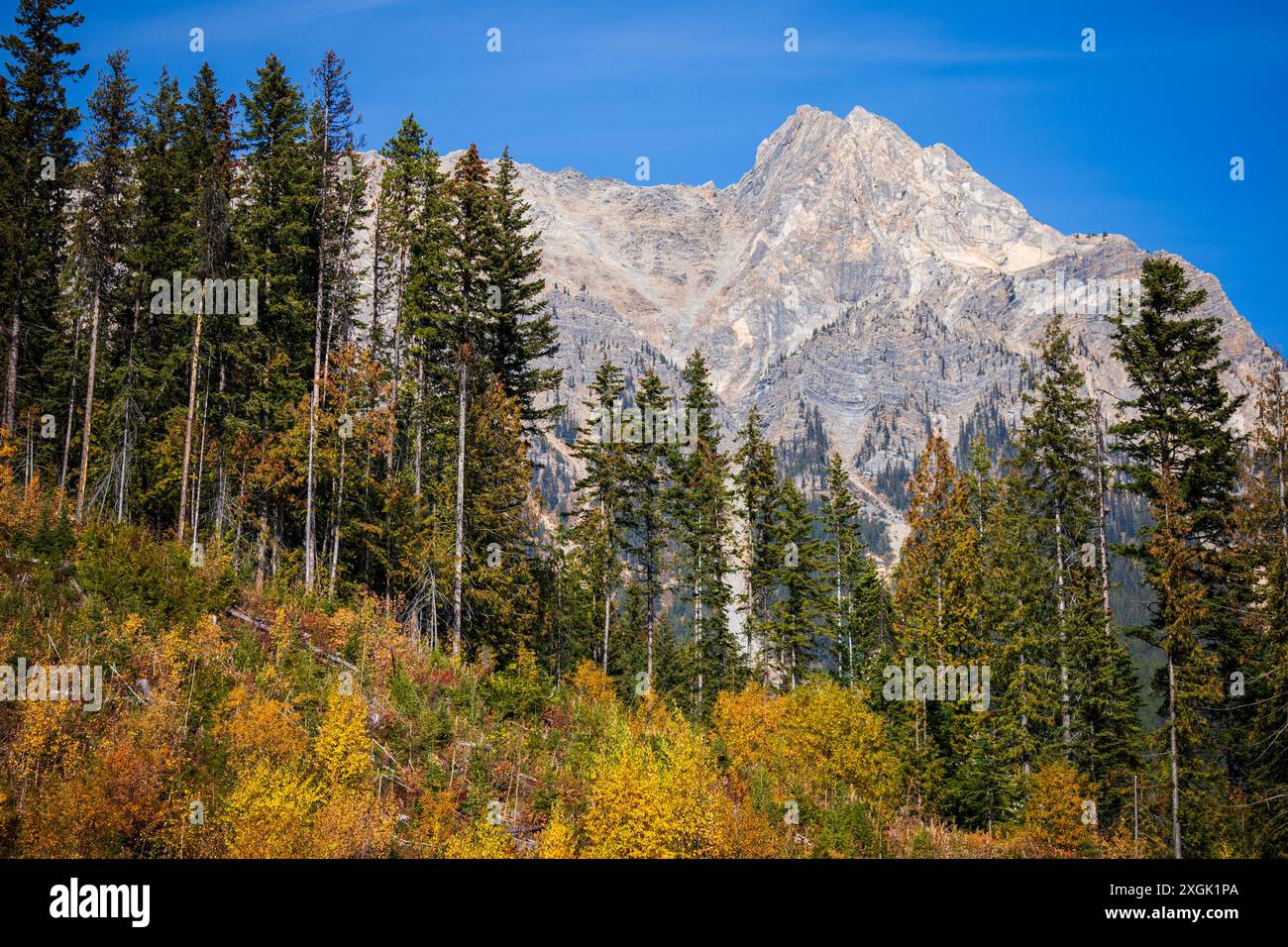 Coniferous forest growing on a mountainside with fall colors in the ...