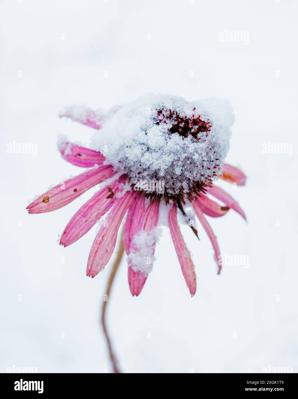 Symbolizing resilience hi-res stock photography and images - Alamy