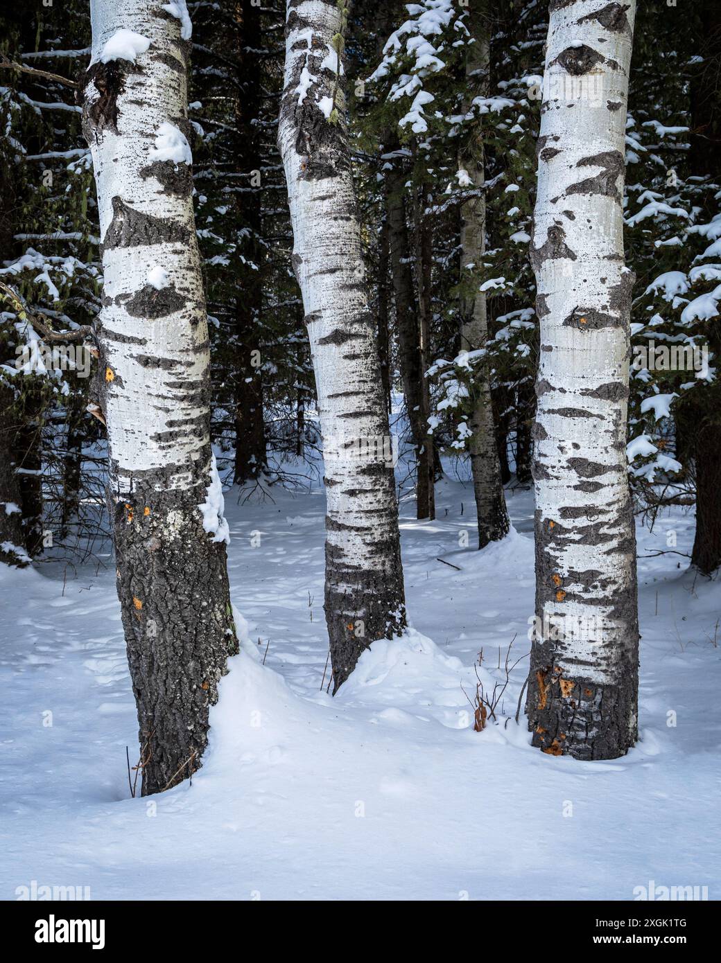 Three white birch trees are standing in deep snow in a forest, surrounded by evergreen trees ...