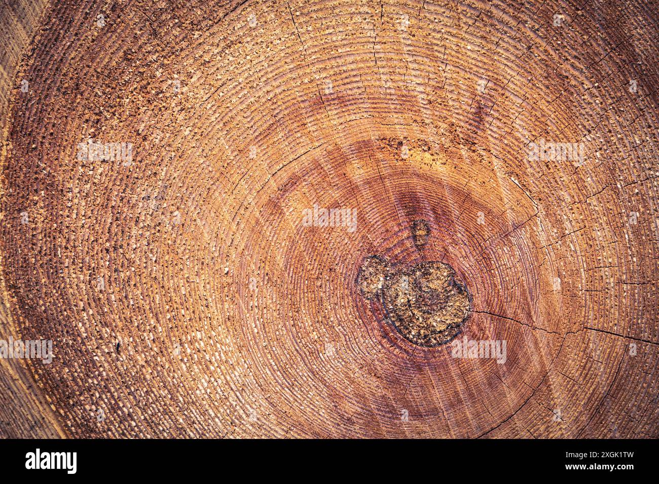 Cross section of tree trunk showing growth rings creating a beautiful ...