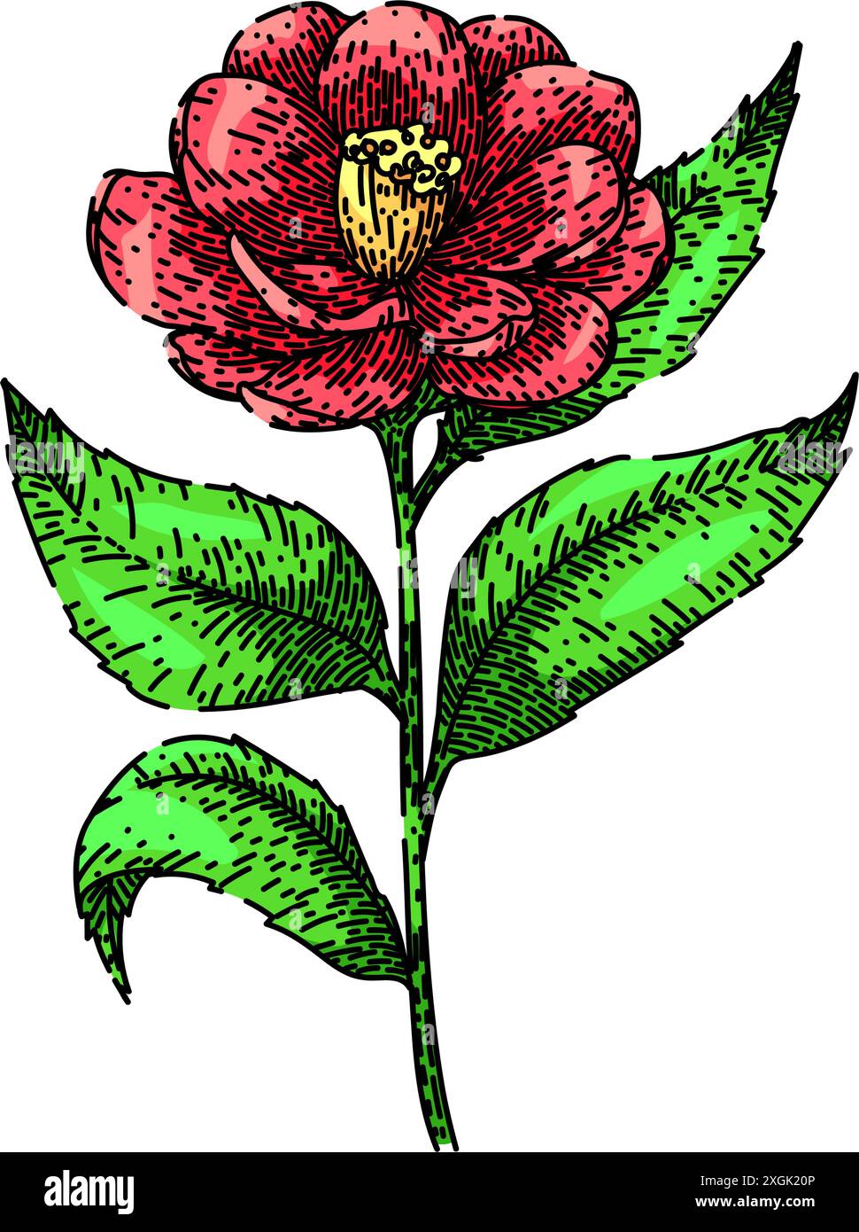 Camellia pink flower in Stock Vector Images - Alamy