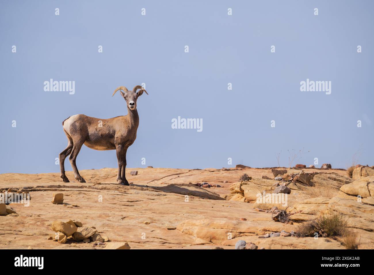 Three goats are standing on a rocky hillside. The goats are all facing ...