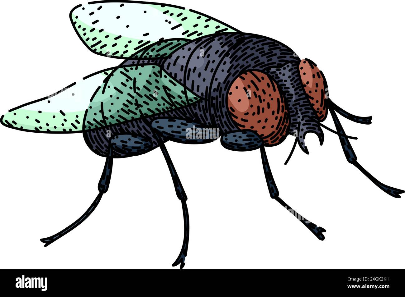 vintage fly sketch hand drawn vector Stock Vector Image & Art - Alamy