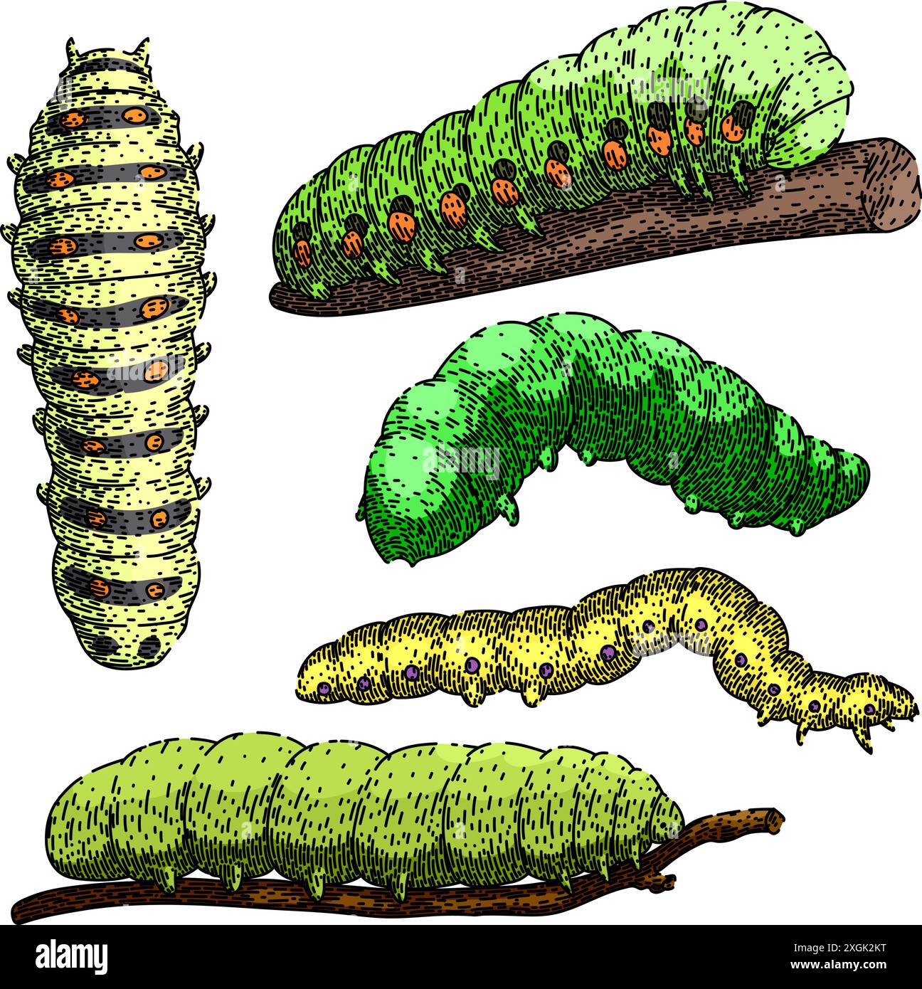 caterpillar set sketch hand drawn vector Stock Vector Image & Art - Alamy