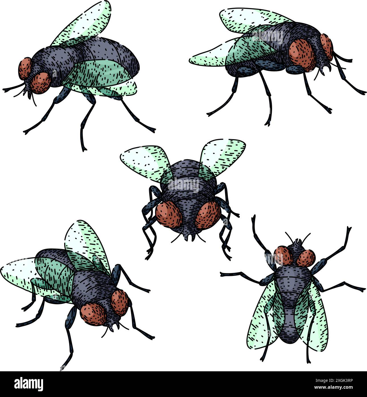fly set sketch hand drawn vector Stock Vector Image & Art - Alamy