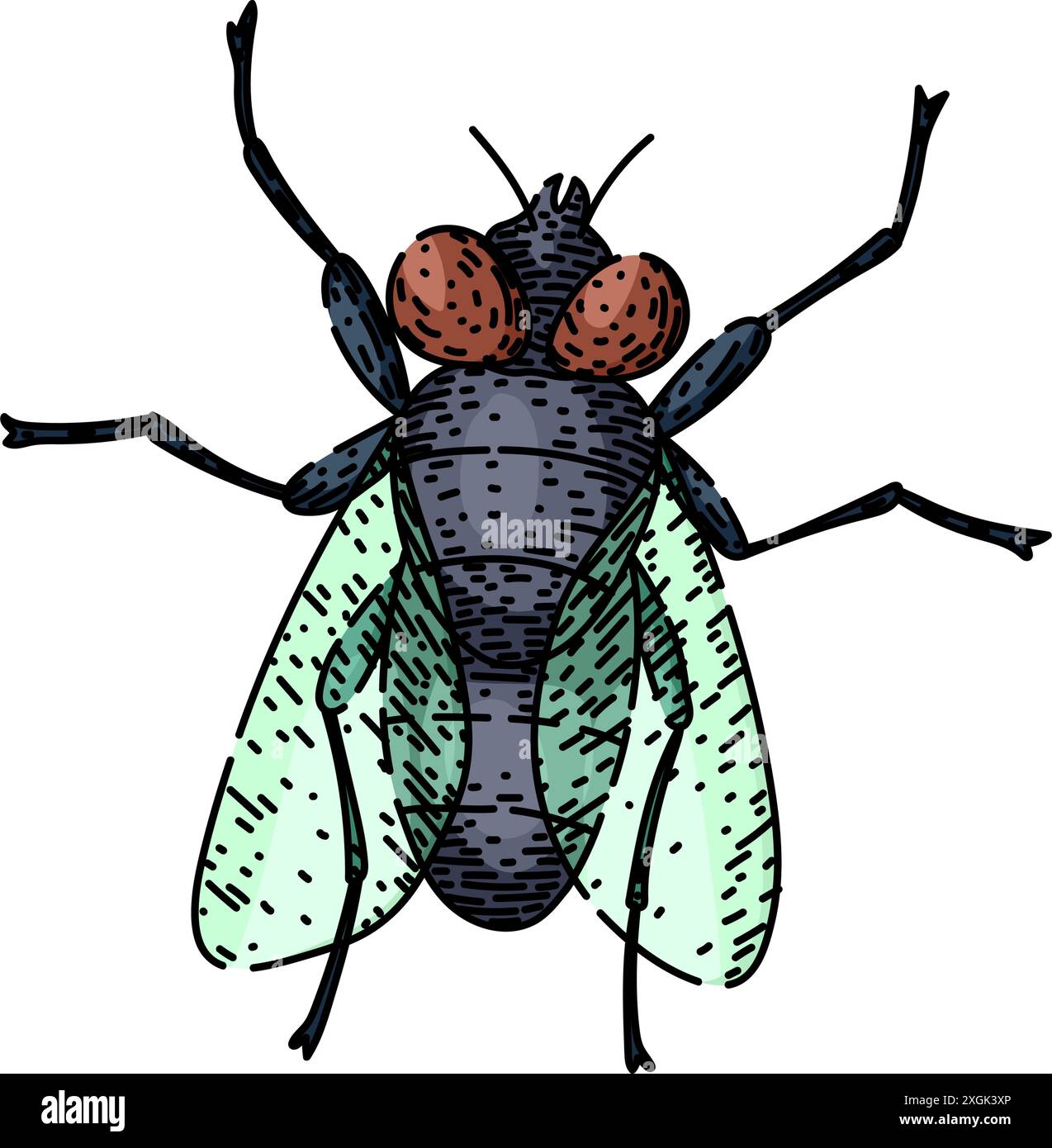 house fly sketch hand drawn vector Stock Vector Image & Art - Alamy