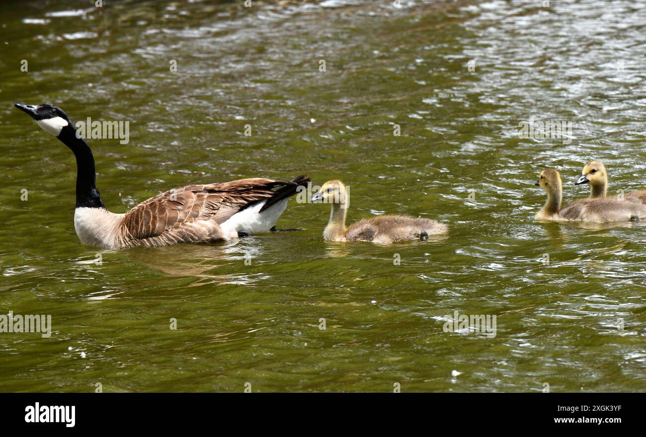 Canadian Goose extends neck while checking out possible danger to her ...