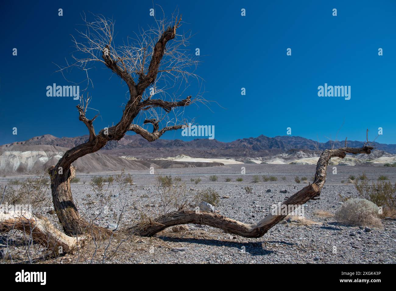 A tree branch is laying on the ground in a desert. The sky is clear and ...