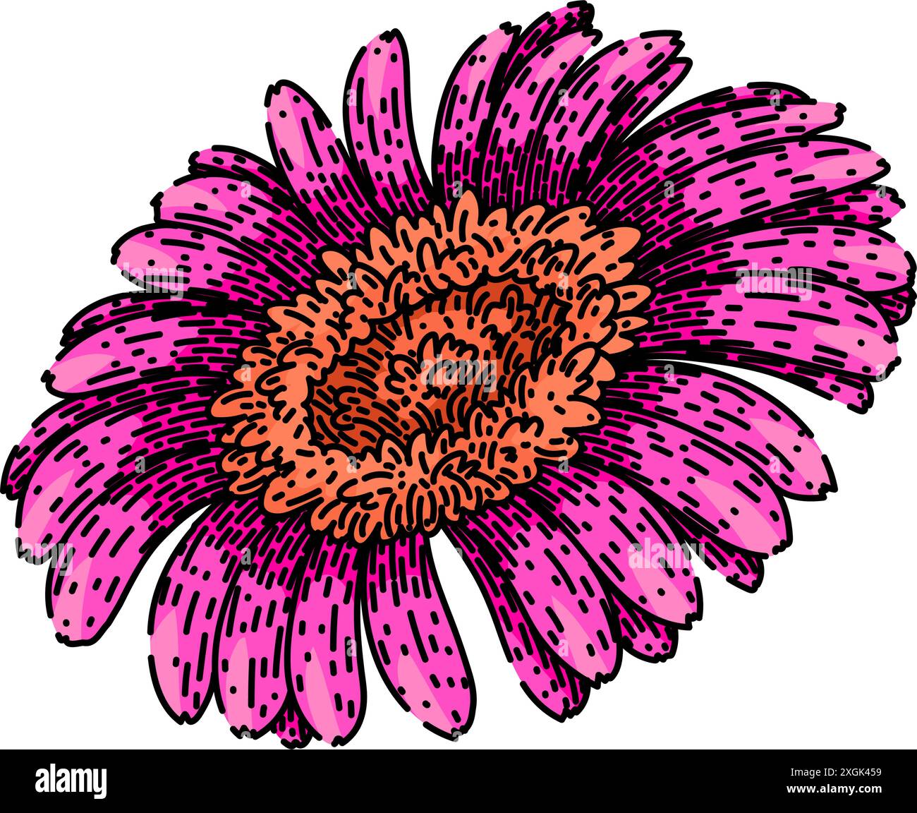 pink gerbera daisy sketch hand drawn vector Stock Vector Image & Art ...